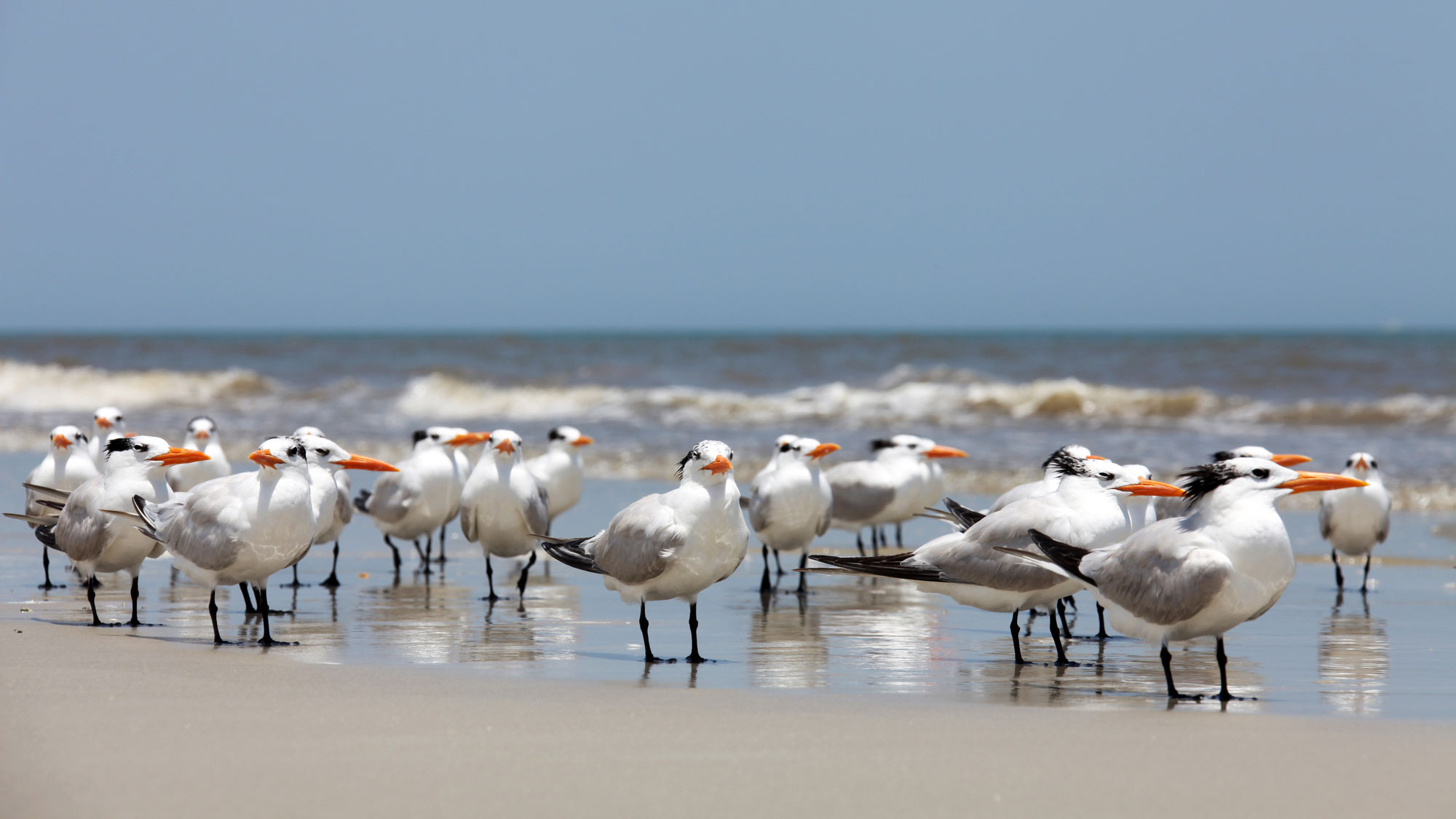 Home - Atlantic Marine Birds Cooperative