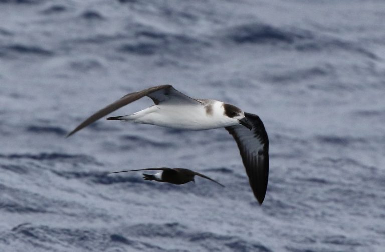 Tracking and Movement Patterns of Black-capped Petrels Captured At-sea ...