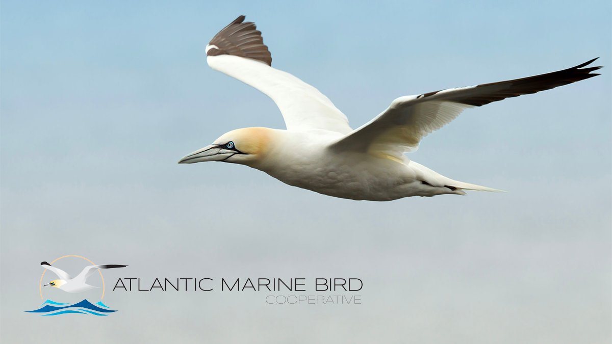Atlantic Seabirds